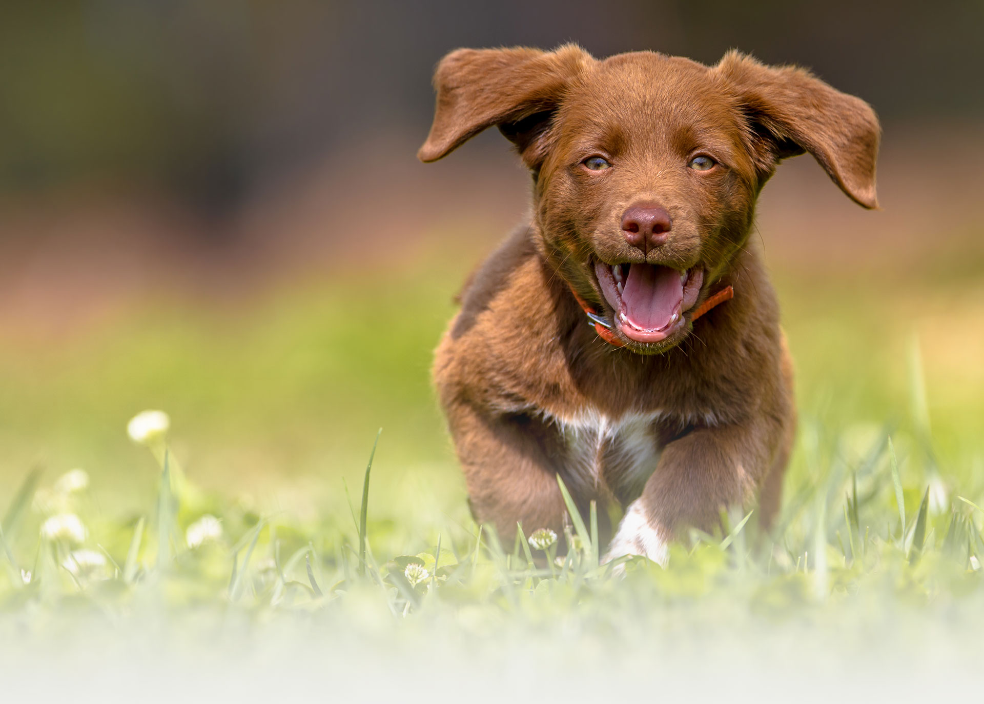home_zoo_bg_dog | Country House kennels & cattery
