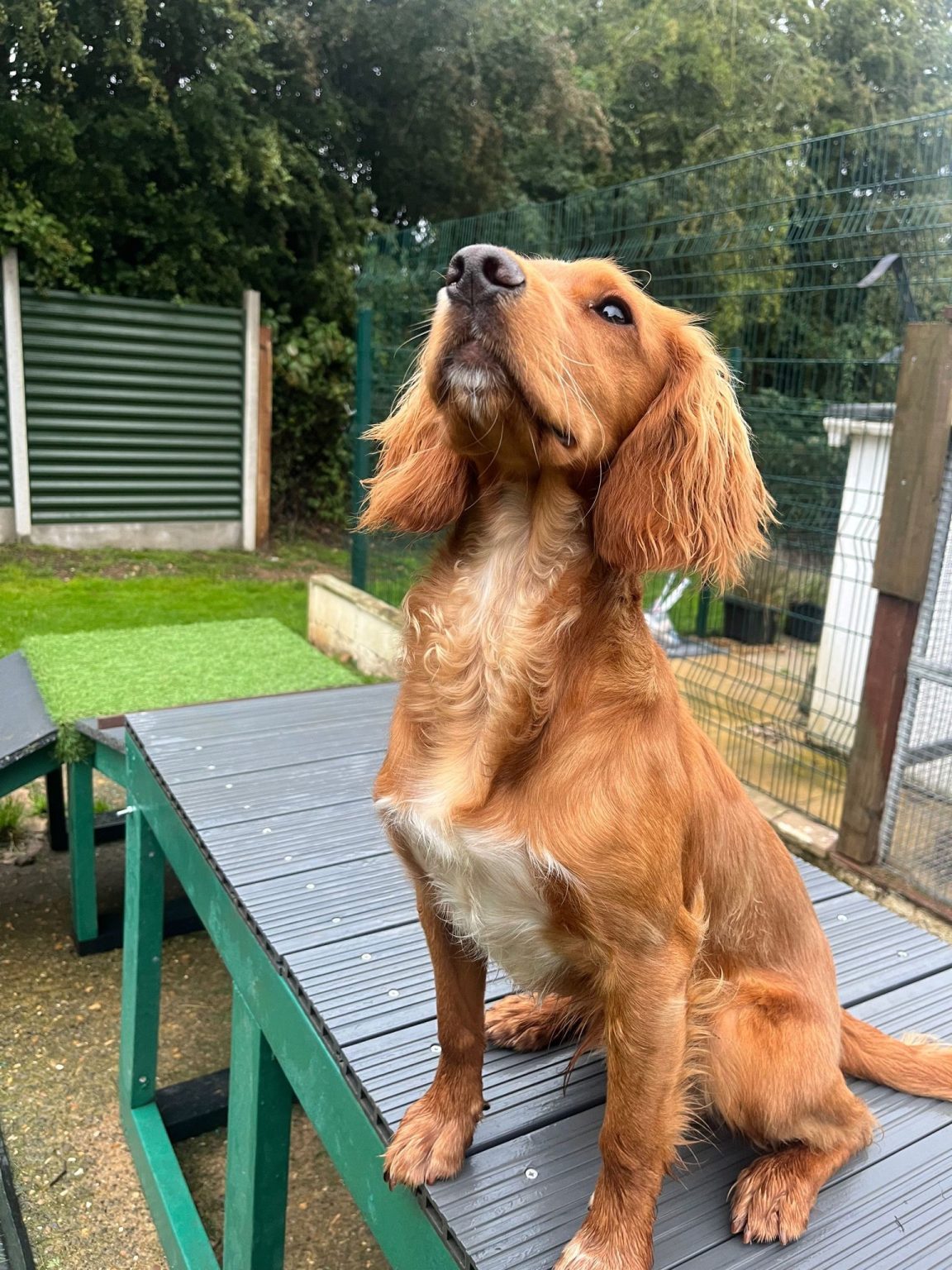 Gallery | Country House kennels & cattery